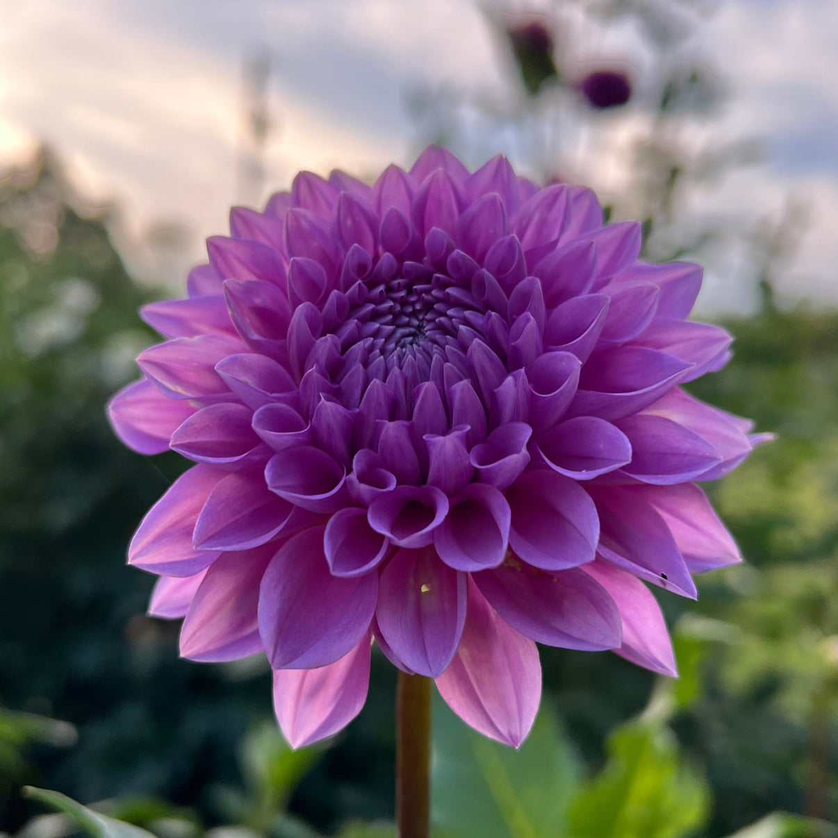 Lee's Flute Loop Lilac – White Fawn Farm