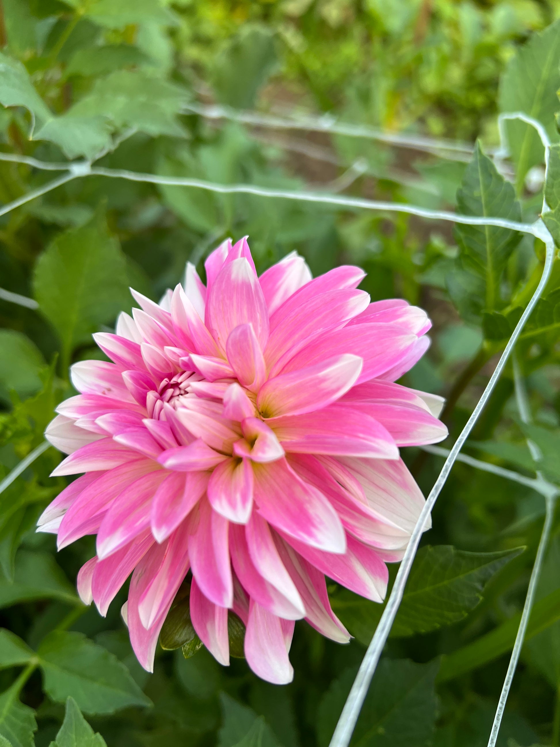 Ms Bubbles – White Fawn Farm