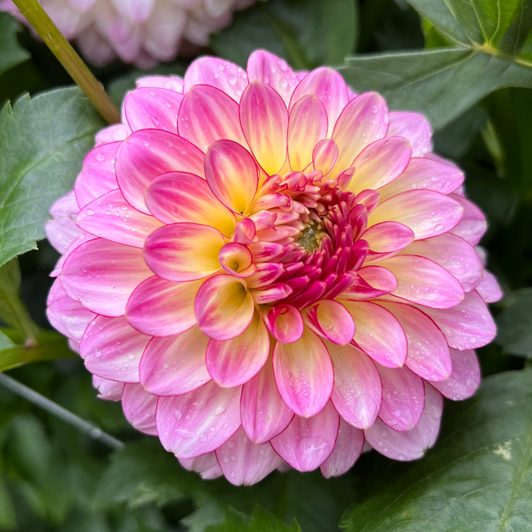 Dahlia Tubers – White Fawn Farm