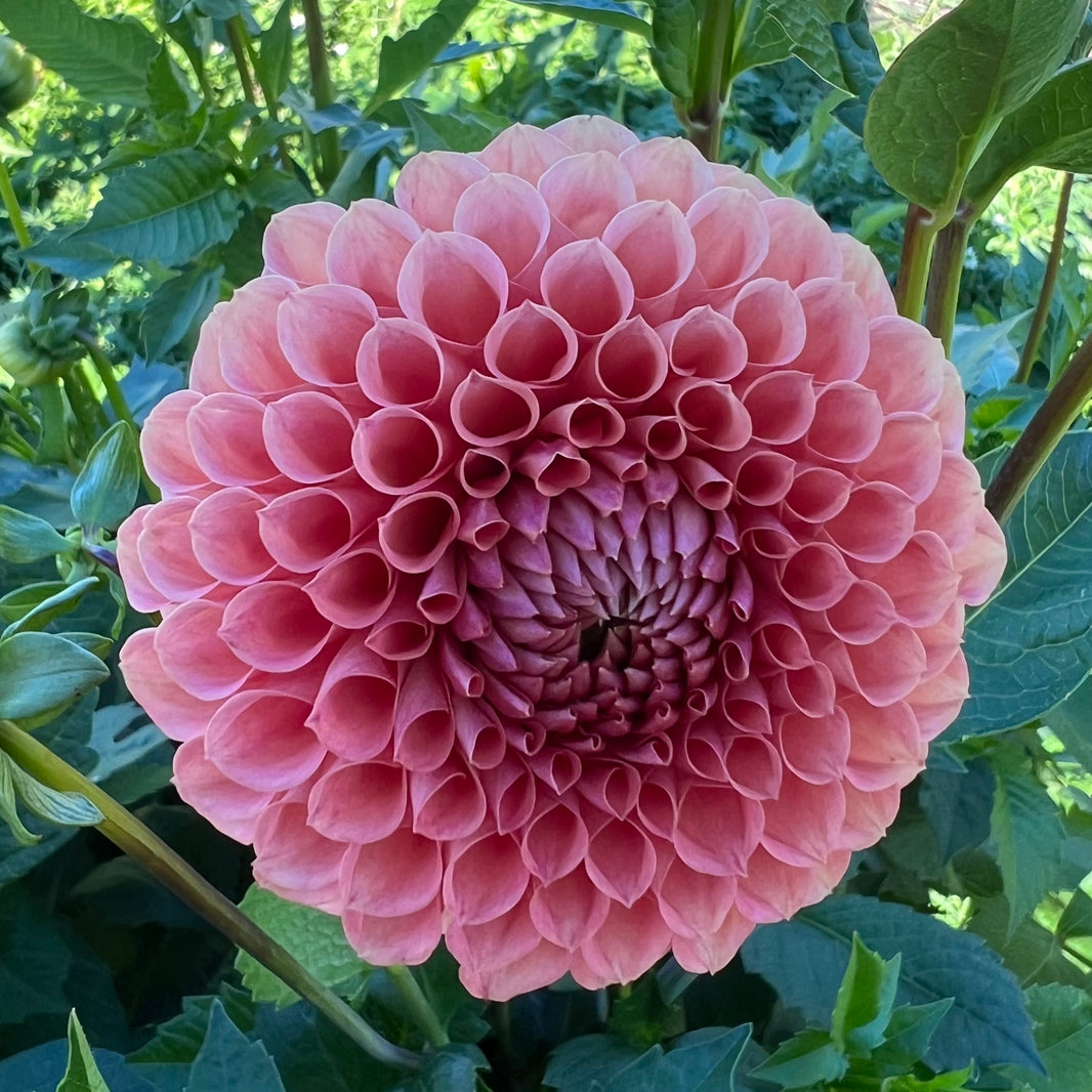 Dahlia Rooted Cuttings – White Fawn Farm